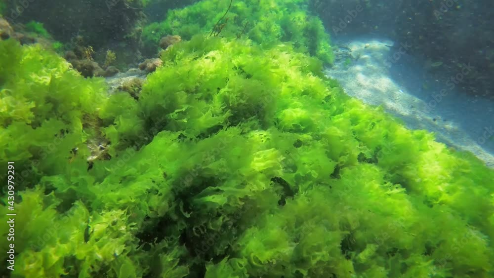Bushes of green algae Sea lettuce (Ulva lactuca) ripples in waves ...