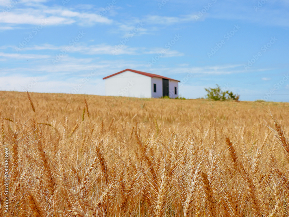 wheat field with beautiful house background Stock Photo | Adobe Stock