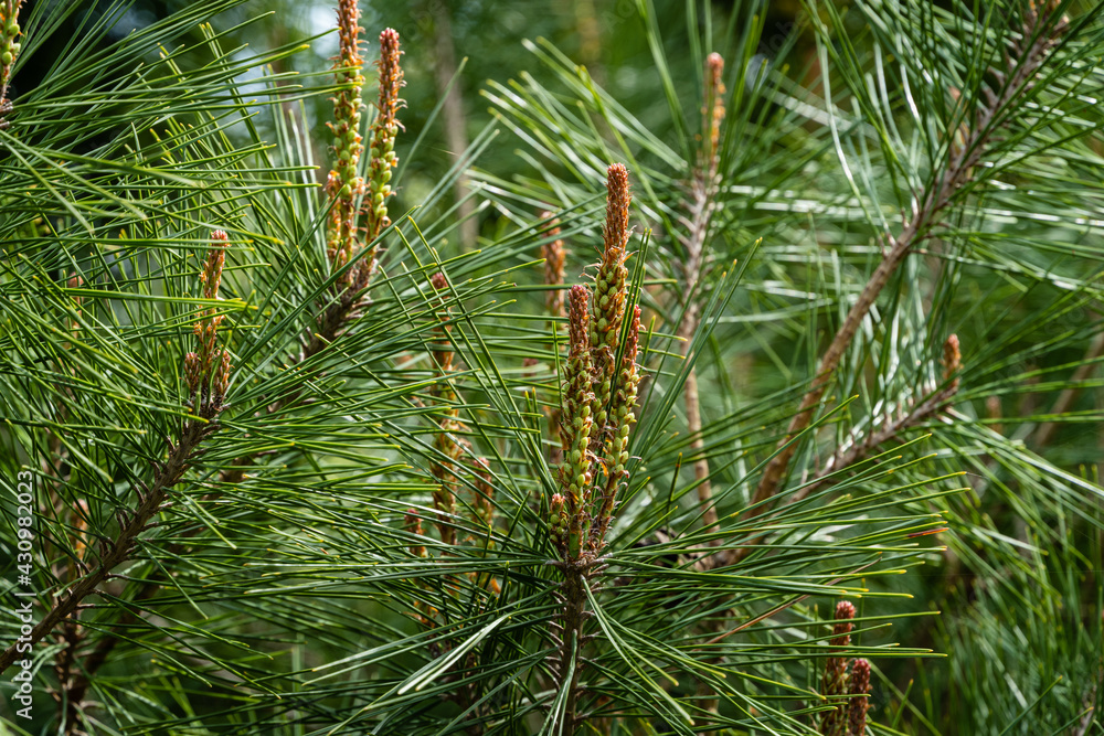 Pine Pinus densiflora Umbraculifera. Young long shoots of Pinus ...
