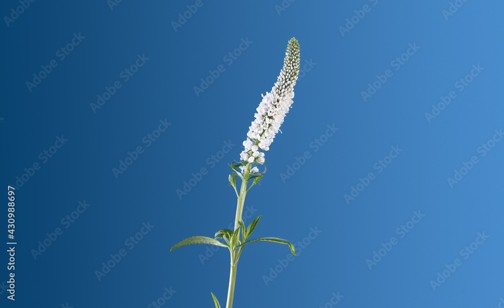 Une simple tige de Veronica smart Luna avec ses petites fleurs blanches ...