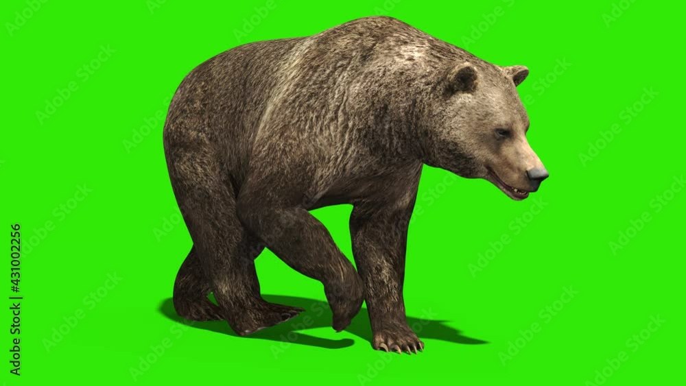 Bear Walkcycle Green Screen Loop 3D Rendering Animation 4K Видео Stock ...