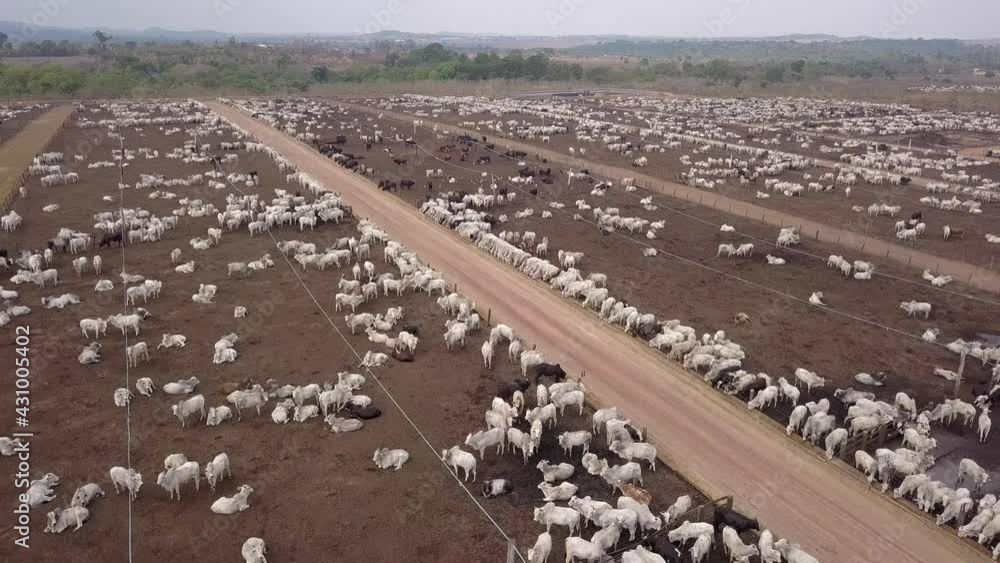 Aerial drone view of many oxen grazing on sunny summer day on feedlot ...