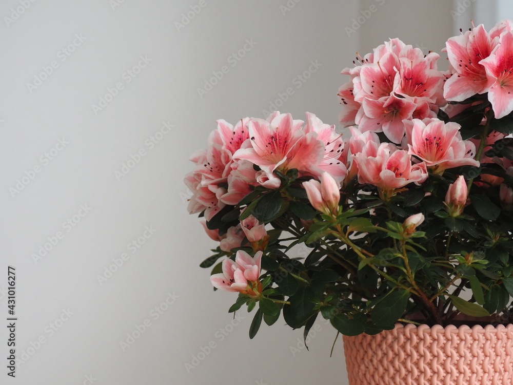 Beautiful flowering plant with pink flowers in a pot. Home decor ...