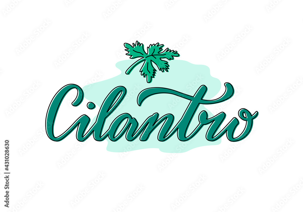 Vector illustration of cilantro lettering for packages, product design ...