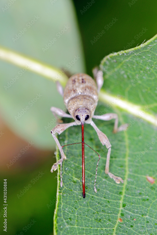 Beetle of Acorn weevil Curculio glandium on oak a leaf. The larvae ...