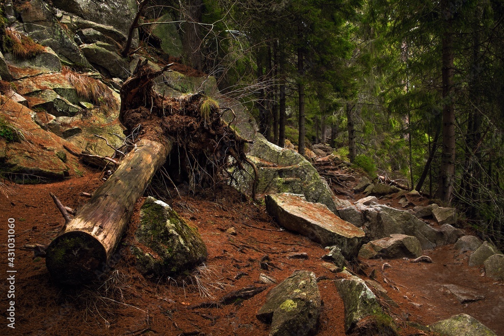 Deep forest with fallen trunk. Photo theme is wildlife, nature wealth ...
