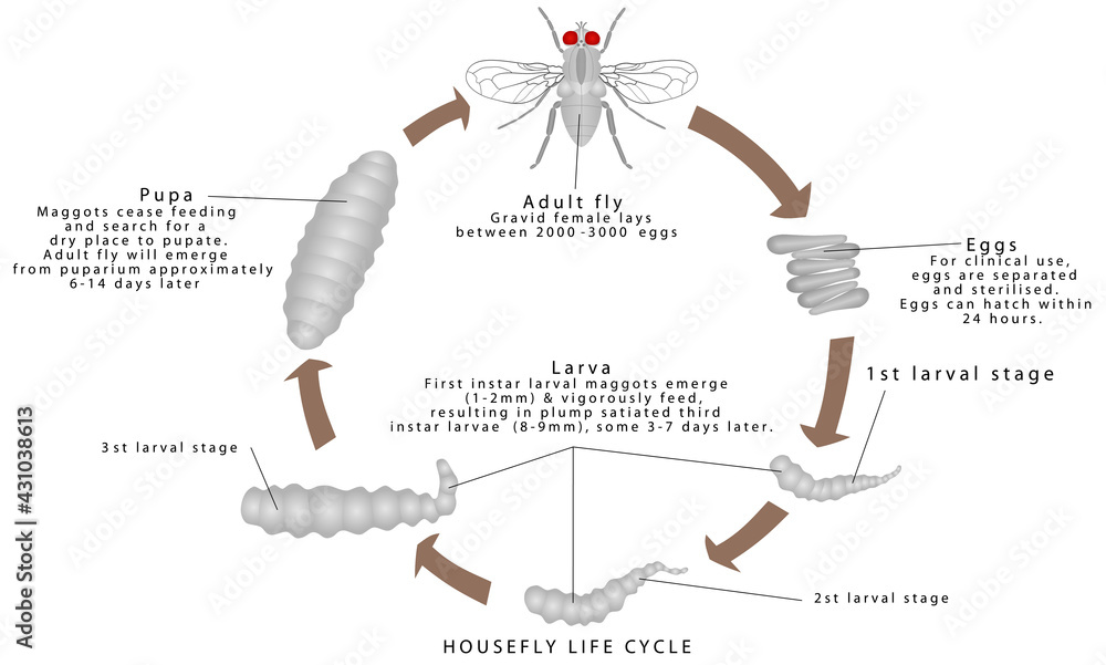 Housefly Life Cycle. Life circle of a housefly. House Fly Life Cycle ...