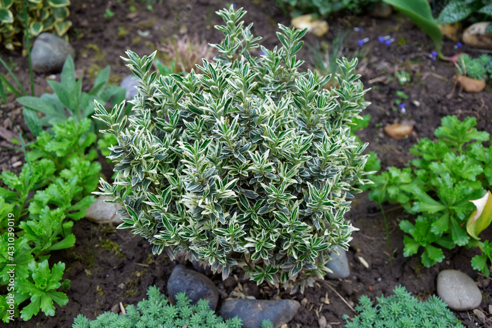 Euonymus japonicus. White edge euonymus plant Stock Photo | Adobe Stock