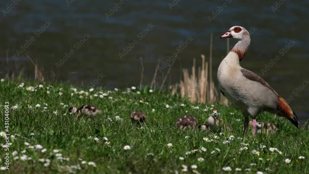 Egyptian goose mother standing on the green meadow at the River Main ...