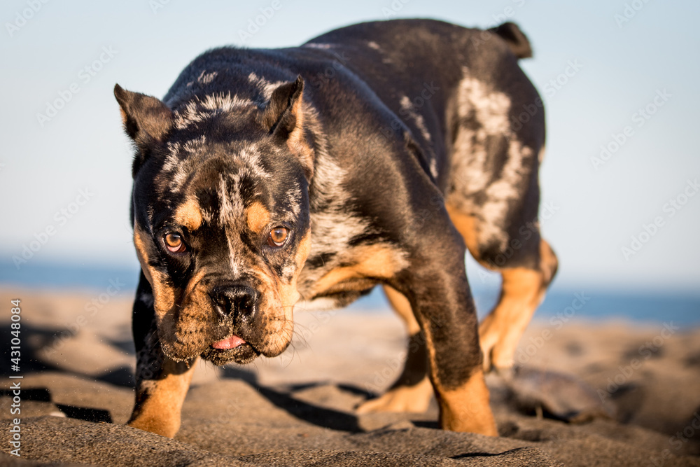 Toreto, an American bully, playing on the beach, is pure power ...