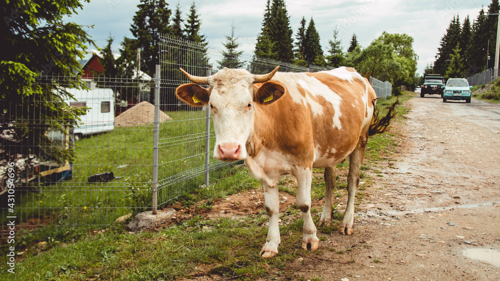 Romanian cow in Belis Stock Photo | Adobe Stock