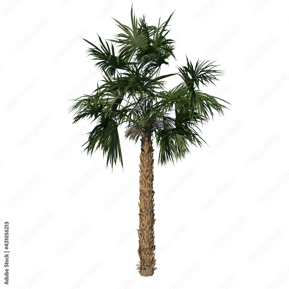 Front view of plant (Adolescent Palmetto Palm Tree 1) tree white ...