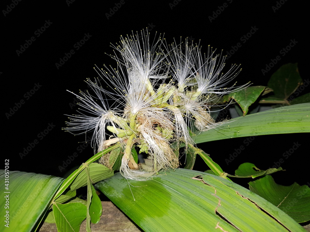 Flowers of Inga é um género de plantas com flor da subfamília ...