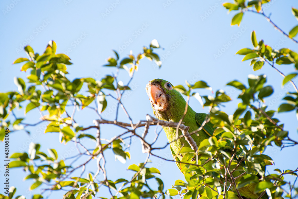 Maritaca, Brazilian bird with the name of maritaca in a jabuticabeira ...