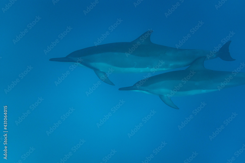 Hawaiian Bottlenose Dolphin Pod Stock Photo | Adobe Stock