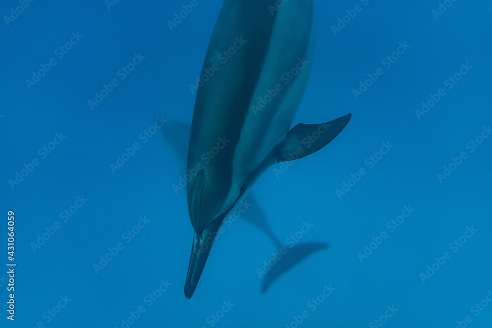 Hawaiian Bottlenose Dolphin Pod Stock Photo | Adobe Stock