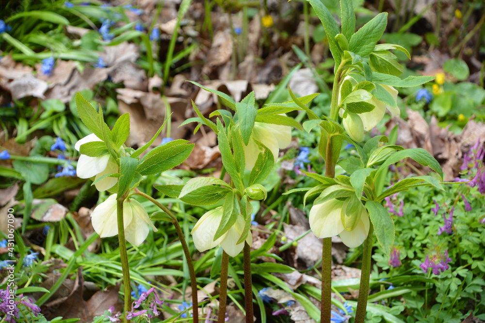 Helleborus orientalis, also known as the Lenten rose,is a perennial ...