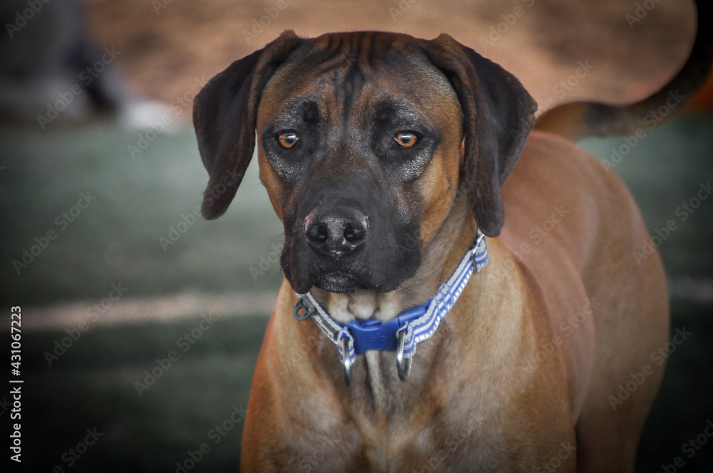 Rhodesian Ridgeback looking into the distance, Rhodesian Ridgeback face ...