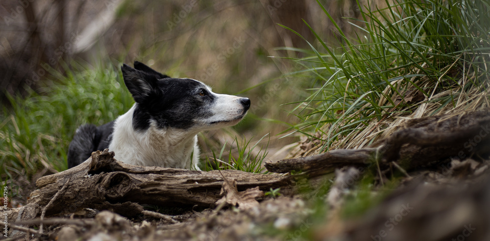 Border Collie in nature, looking off in the distance, Border collie ...