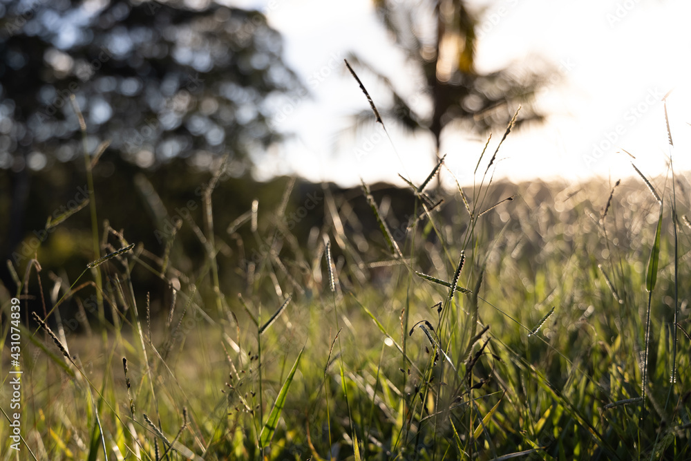 Campo de relva em primeiro plano e silhueta de árvore em segundo plano ...