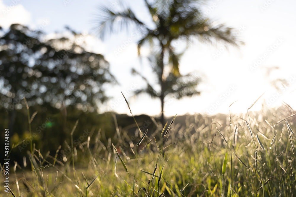 Campo de relva em primeiro plano e silhueta de árvore em segundo plano ...
