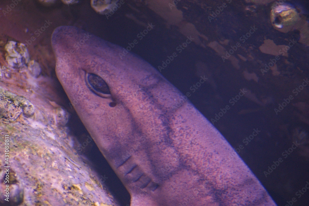 Baby Shark Stock Photo | Adobe Stock