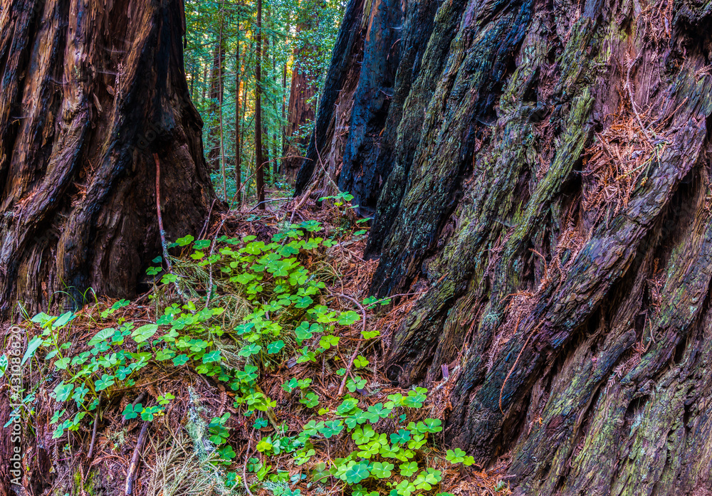 Redwood Sorrel Growing Between Two Giant Redwood Tree Trunks, Sam ...