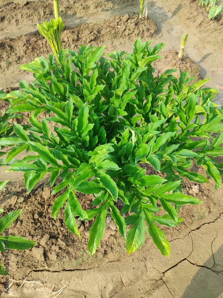 Fresh green elephant foot yam plant.Beautiful elephant foot yam tree ...