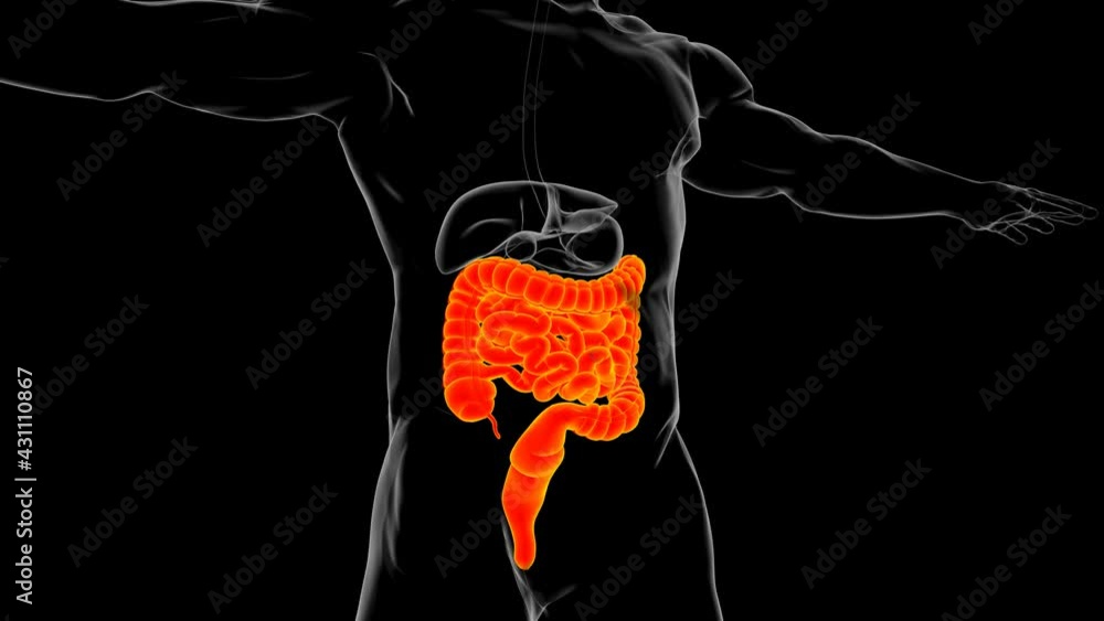 Small and Large Intestine 3D Illustration Human Digestive System ...