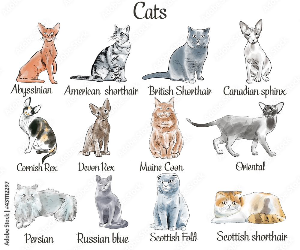 ภาพประกอบสต็อก set 12 of popular cat breeds, hand drawing, watercolor ...