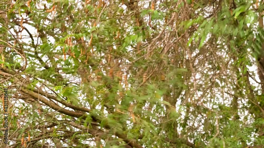 View of tamarind tree branch leaf pods swaying in windy day in summer ...