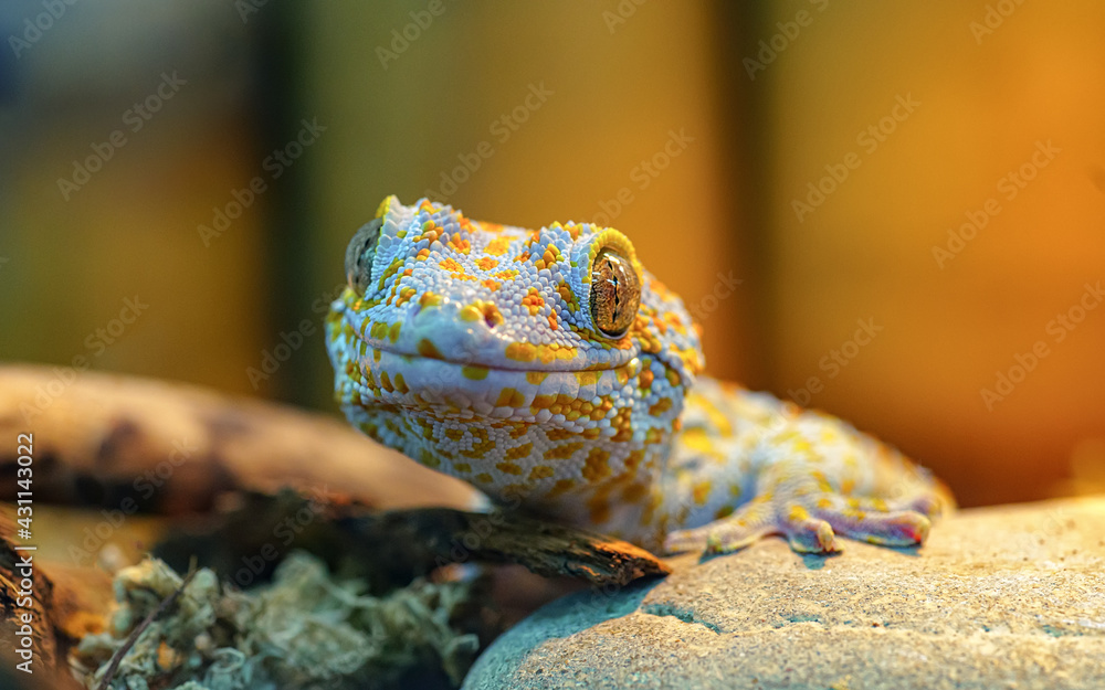 exotic animals: funny gekko gecko smiling Stock-Foto | Adobe Stock