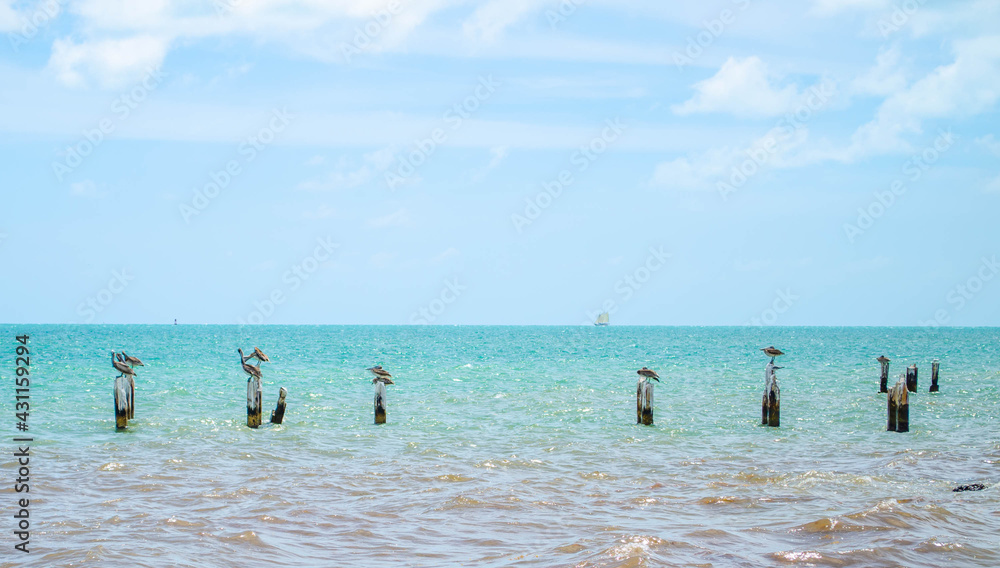 Pelicans atop a line of dock pilings in the ocean in the Florida Keys ...