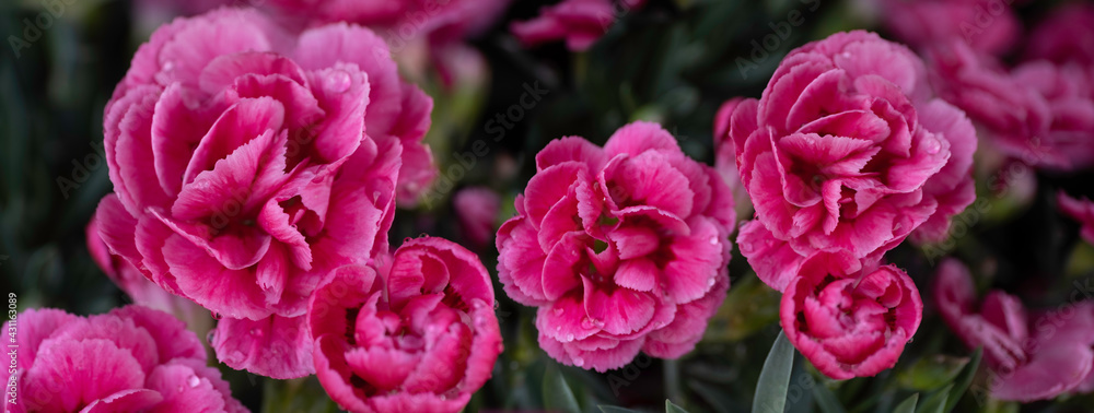 Deep pink flowers of Dianthus or Sweet William in a flower bed ...