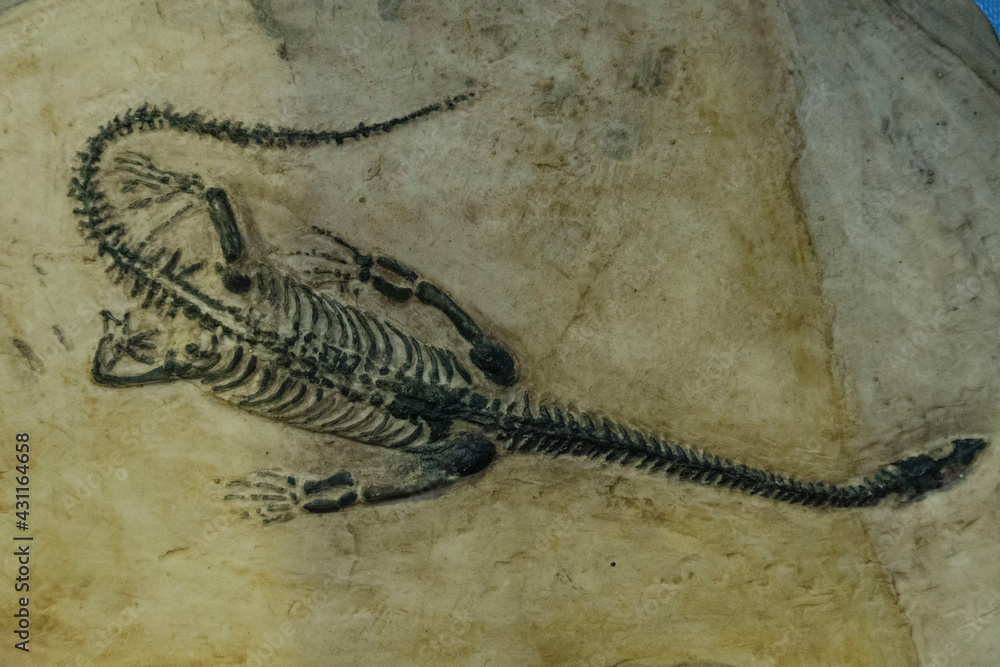 Cyamodus, hace 240 millones de anos,Dinosauria, museo de los ...