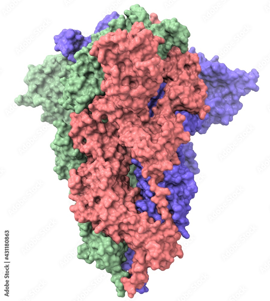 SARS-CoV-2 spike protein (closed configuration, side view) Stock ...