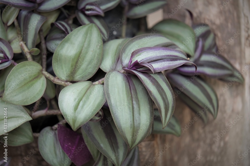 Tradescantia zebrina, formerly known as Zebrina pendula, is a species ...