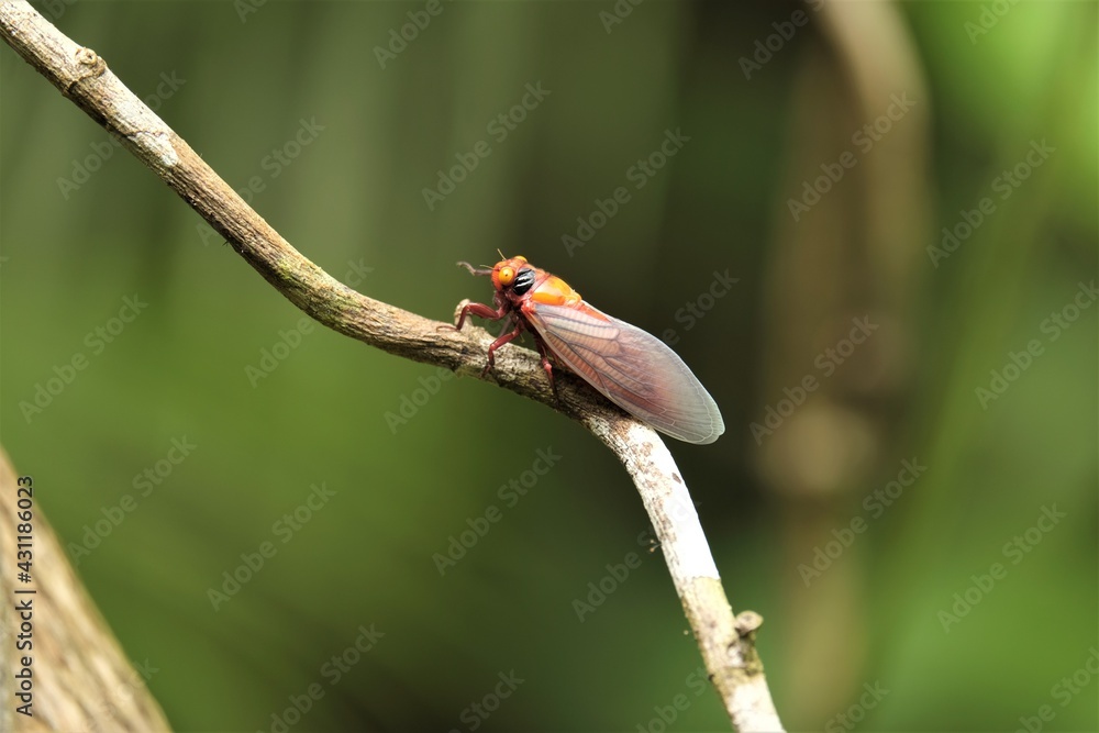 A leafhopper is the common name for any species from the family ...