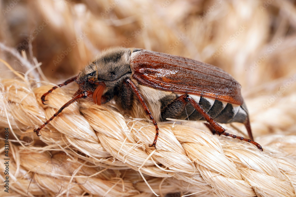 Cockchafer sits on a rope, insect in isolation. Insect with hard elytra ...
