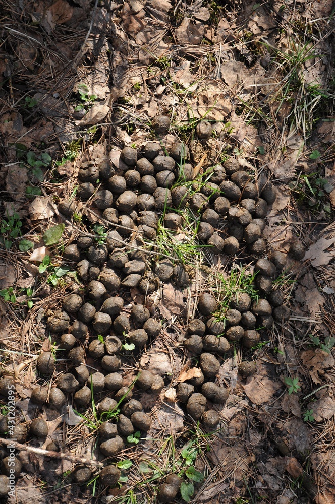 Wild boar excrement on a forest path. Wild boar droppings. Spring in ...
