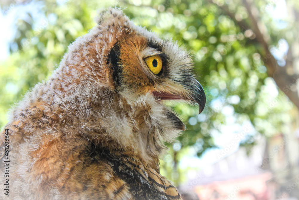 Close-up of young owl profile side view with yellow eye and mouth open ...