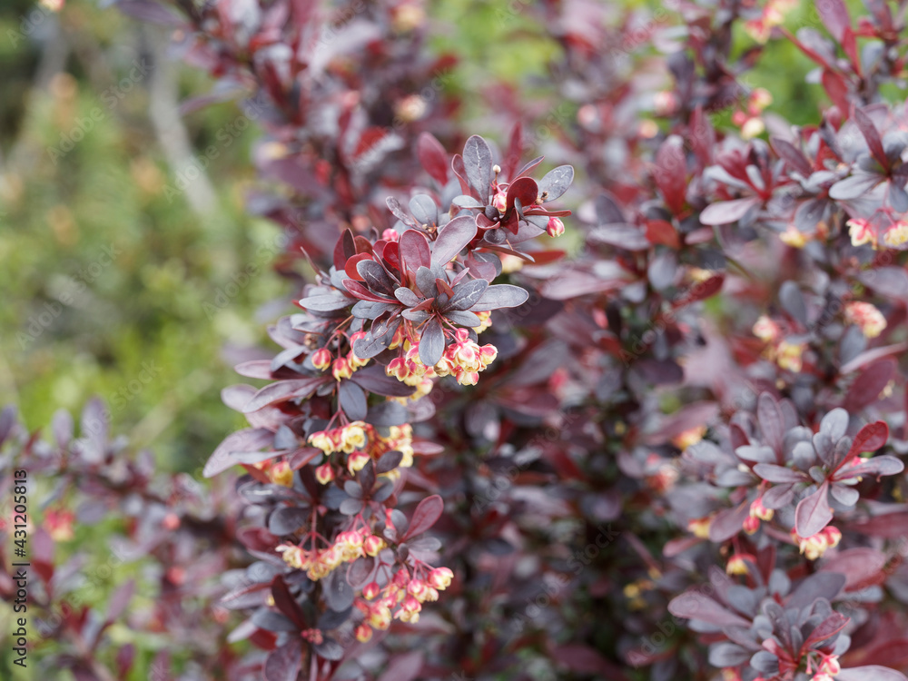 Berberis Thunbergii | Rote Heckenberberitze 'Atropurpurea' mit ...