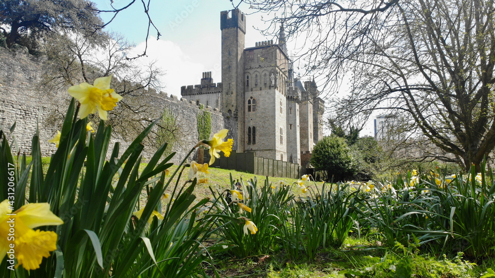 Foto de Cardiff Castle in Spring. The daffodils, the national emblem of ...