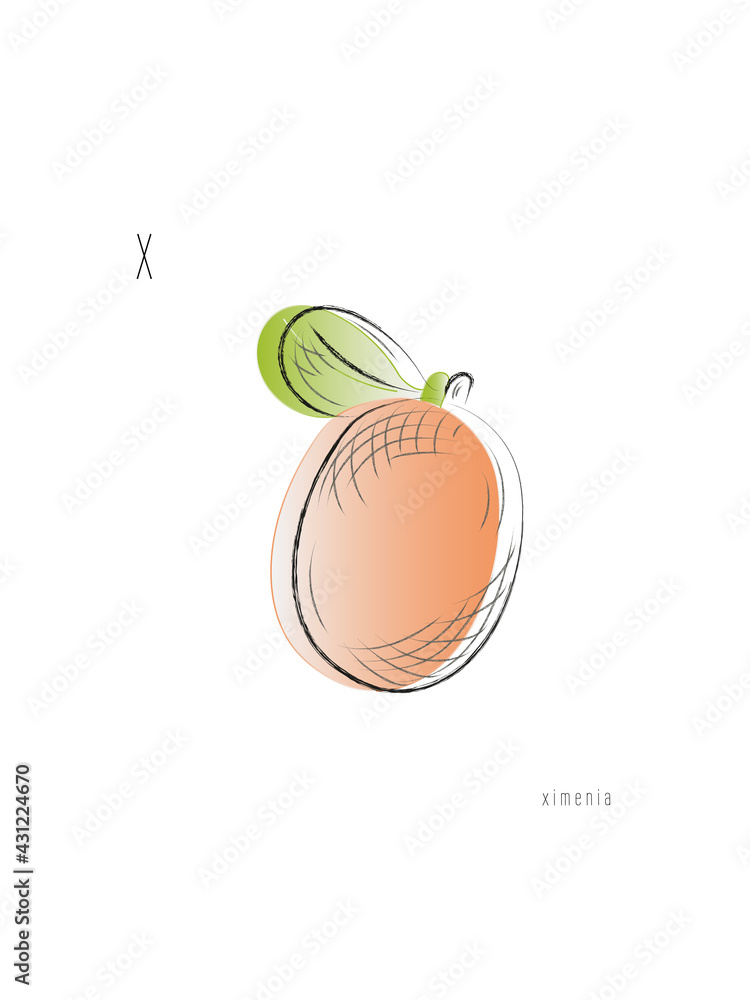 Ximenia fruit in color. Healthy vegan food for vegetarian concept. Hand ...