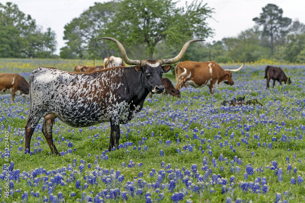 Texas longhorn cow standing in the bluebonnet field in Hill Country ...