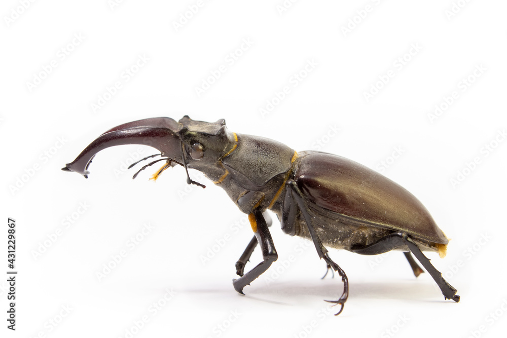Lucanus cervus in front of white background. Stag beetle. Stock Photo ...