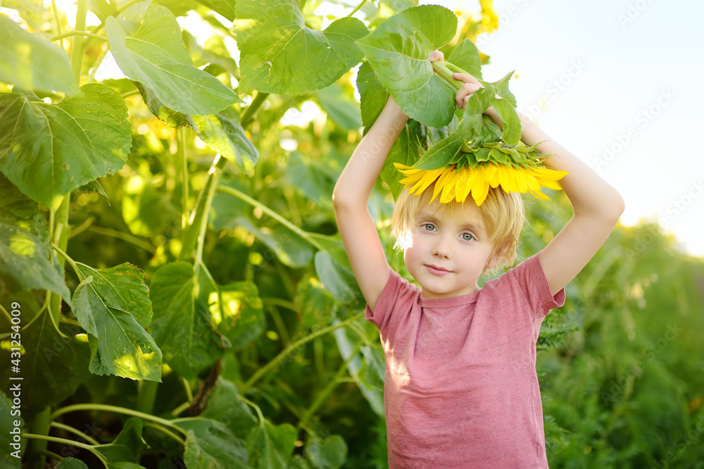 Preschooler boy walking in field of sunflowers. Child playing with big ...