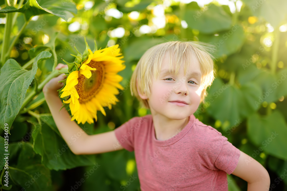 Preschooler boy walking in field of sunflowers. Child playing with big ...