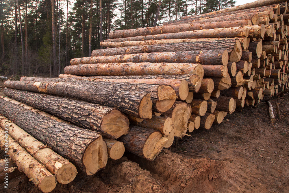 Deforestation, forest destruction. Timber harvesting. Pile, stack of ...