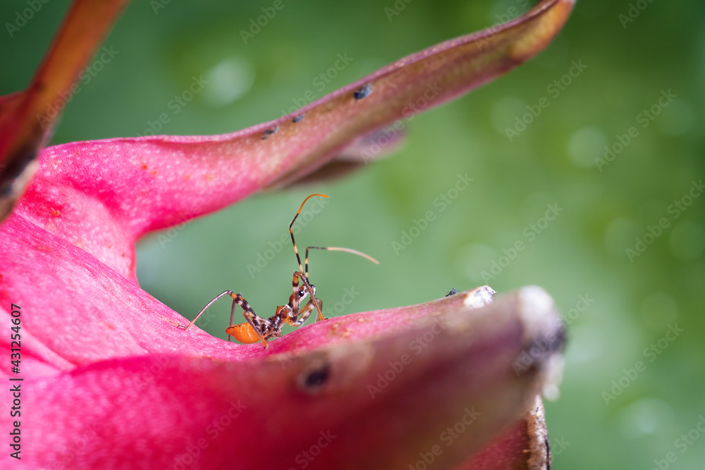 Assassin bugs nymph Reduviidae are beneficial insects that should be ...